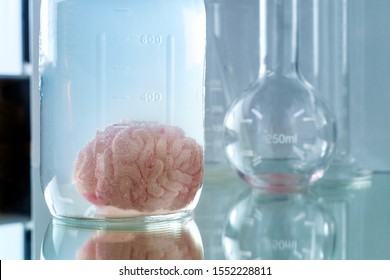 Human Brain Preserved Formaldehyde Science Experiments Stock Photo ...