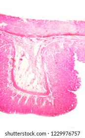 Human Cell Under Microscope Stock Photo 1229976757 | Shutterstock