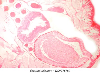Human Cell Under Microscope Stock Photo 1229976769 | Shutterstock