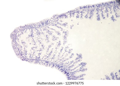 Human Cell Under Microscope Stock Photo (Edit Now) 1229976775