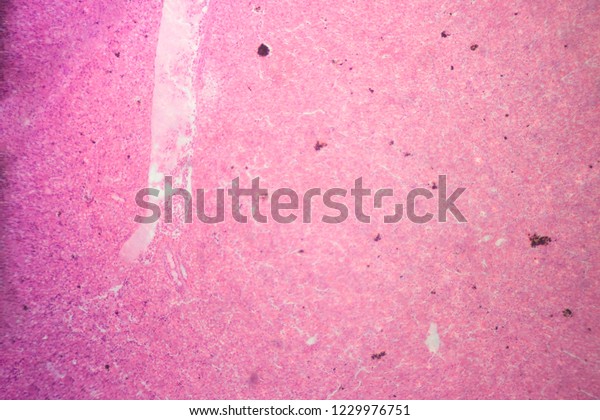 Human Cell Under Microscope Stock Photo 1229976751 | Shutterstock