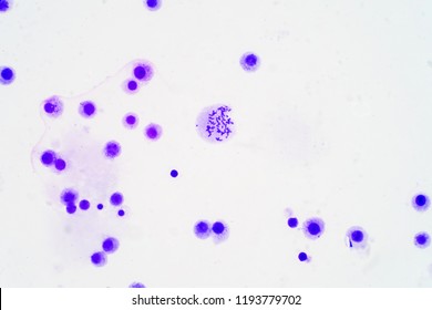 Human Chromosomes Under Microscope View Education Stock Photo (Edit Now ...