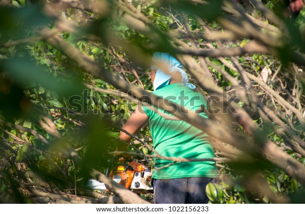 Human Cutting Trees Stock Photo 1022156233 | Shutterstock
