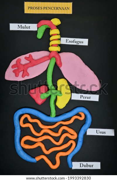 Human Digestive System Black Background Stock Photo 1993392830 ...
