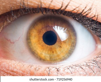 Human Eye Closeup Detail Stock Photo (Edit Now) 521438281