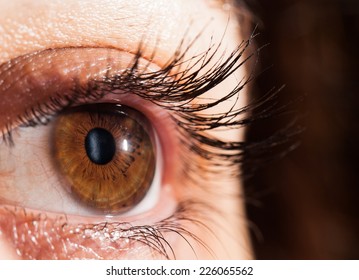 Human Eye Macro Close Stock Photo 226065562 | Shutterstock