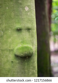 Human Face Tree Stock Photo 1217156866 | Shutterstock