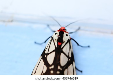 73 Catacanthus incarnatus Images, Stock Photos & Vectors | Shutterstock