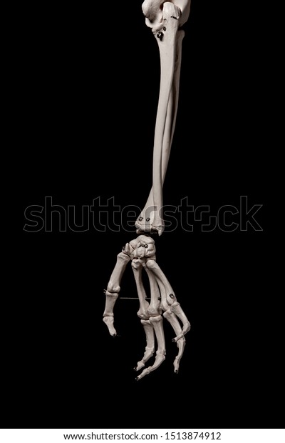 Human Forearm Skeleton Stock Photo 1513874912 | Shutterstock