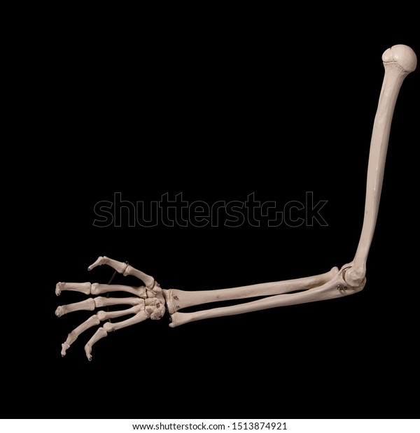 Human Forearm Skeleton Stock Photo 1513874921 | Shutterstock