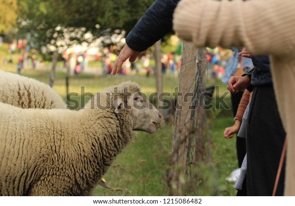 Human Hands Touching Sheep Through Fence Stock Photo 1215086482 ...