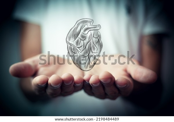 Human Heart Anatomically Correct Hand Drawn Stock Photo 2198484489 ...