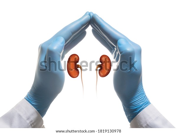 Human Kidneys Between Two Palms Hand Stock Photo (Edit Now) 1819130978