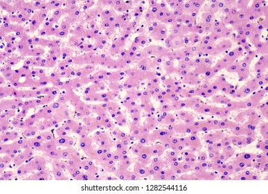 Human Liver Section Under Microscope Stock Photo 1282544116 | Shutterstock