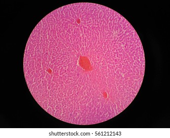 346 Liver microscopic view Images, Stock Photos & Vectors | Shutterstock