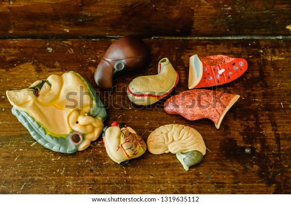 Human Organs Plastic Study Human Body Stock Photo 1319635112 | Shutterstock