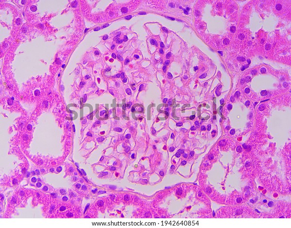 Human Renal Corpuscle Under Microscope Foto stock 1942640854 | Shutterstock