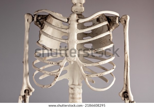 31,074 Body Ribs Images, Stock Photos & Vectors | Shutterstock