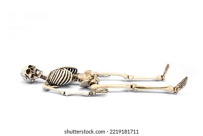 1,376 imágenes de Skeleton sleeping - Imágenes, fotos y vectores de ...