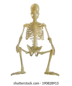 Human Skeleton On White Background Stock Photo 190828913 | Shutterstock