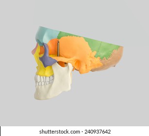 Human Skull Model Stock Photo 240937642 | Shutterstock