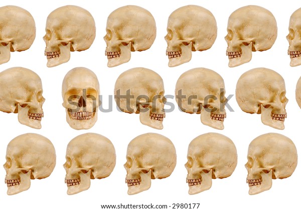 Human Skull Models Facing Left Right Stock Photo (Edit Now) 2980177