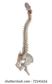 410 Human column isolated model spine Images, Stock Photos & Vectors ...