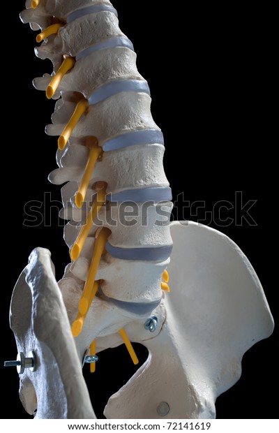Human Spinal Column Stock Photo 72141619 | Shutterstock