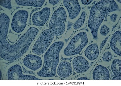 Human Testis Sec Under Microscope Stock Photo 1748319941 | Shutterstock