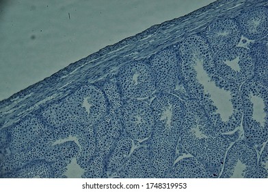 Human Testis Sec Under Microscope Stock Photo 1748319953 | Shutterstock