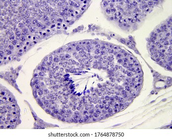 Human Testis Section Under Microscope Stock Photo 1764878750 | Shutterstock