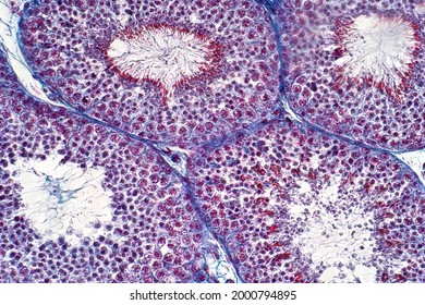 Human Testis Under Light Microscope View Stock Photo 2000794895 ...