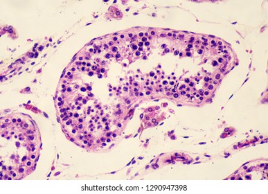 Human Testis Under Microscope Stock Photo 1290947398 | Shutterstock