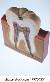Human Tooth Structure Stock Photo 99704534 | Shutterstock
