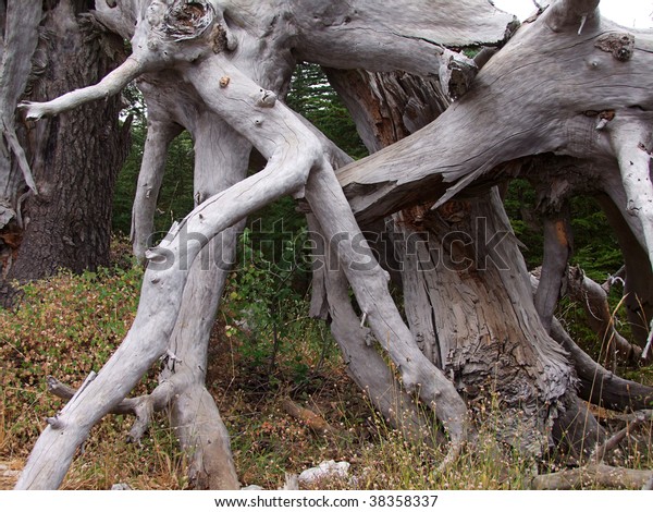 Human Tree Stock Photo 38358337 | Shutterstock