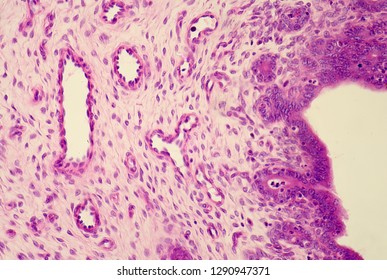 Human Uterus Under Microscope Stock Photo 1290947371 | Shutterstock