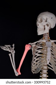 Humerus Stock Photo 330993752 | Shutterstock
