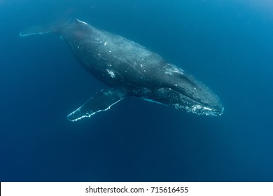 Top View Humpback Whale Swimming Newborn Stock Photo 1651380316 ...