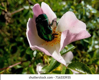 900 Bettle Images, Stock Photos & Vectors | Shutterstock