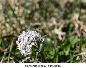 31 Cress bug Images, Stock Photos & Vectors | Shutterstock
