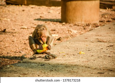 681 Monkey eating mango Images, Stock Photos & Vectors | Shutterstock