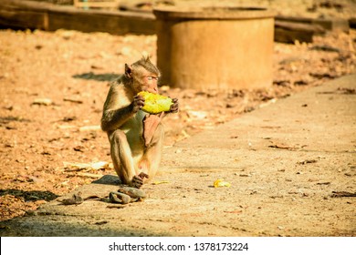 681 Monkey eating mango Images, Stock Photos & Vectors | Shutterstock