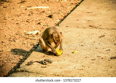 681 Monkey eating mango Images, Stock Photos & Vectors | Shutterstock