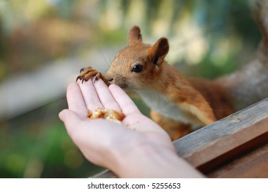Hungry Squirrel Stock Photo 5255653 | Shutterstock