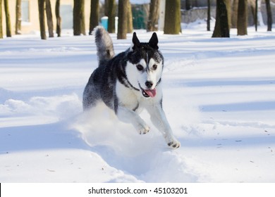 3,738 Jumping husky Images, Stock Photos & Vectors | Shutterstock