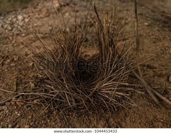 Hut Like Structure That Flame Bowerbird Stock Photo 1044453433 ...