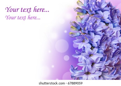 Hyacinth Border Stock Photo 67889059 | Shutterstock