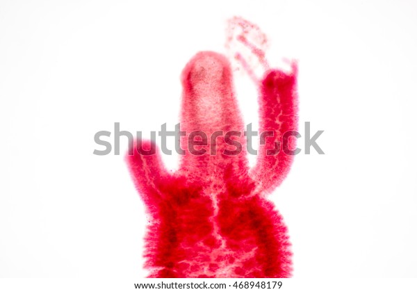 Hydra Budding Under Microscope Stock Photo 468948179 | Shutterstock