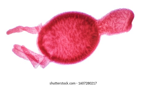 Cross Section Planarian Under Microscope Planaria Stock Photo ...