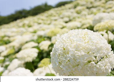 Puffball Mushrooms Stock Photo 582181432 | Shutterstock